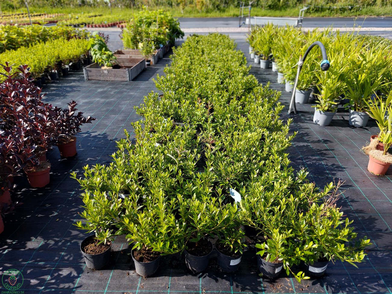 Azalka japonská ´GEISHA PINK´ | 20-30 cm | zahradnici.sk