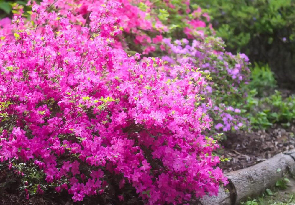 Azalka japonská ´AMONEA ROSE MAUVE´ | 30-50 cm | zahradnici.sk