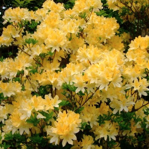 Azalka veľkokvetá ´ANNEKE´| 60-70 cm| zahradnici.sk