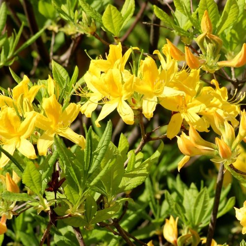 Azalka veľkokvetá ´GOLDEN SUNSET´| 45-50 cm| zahradnici.sk