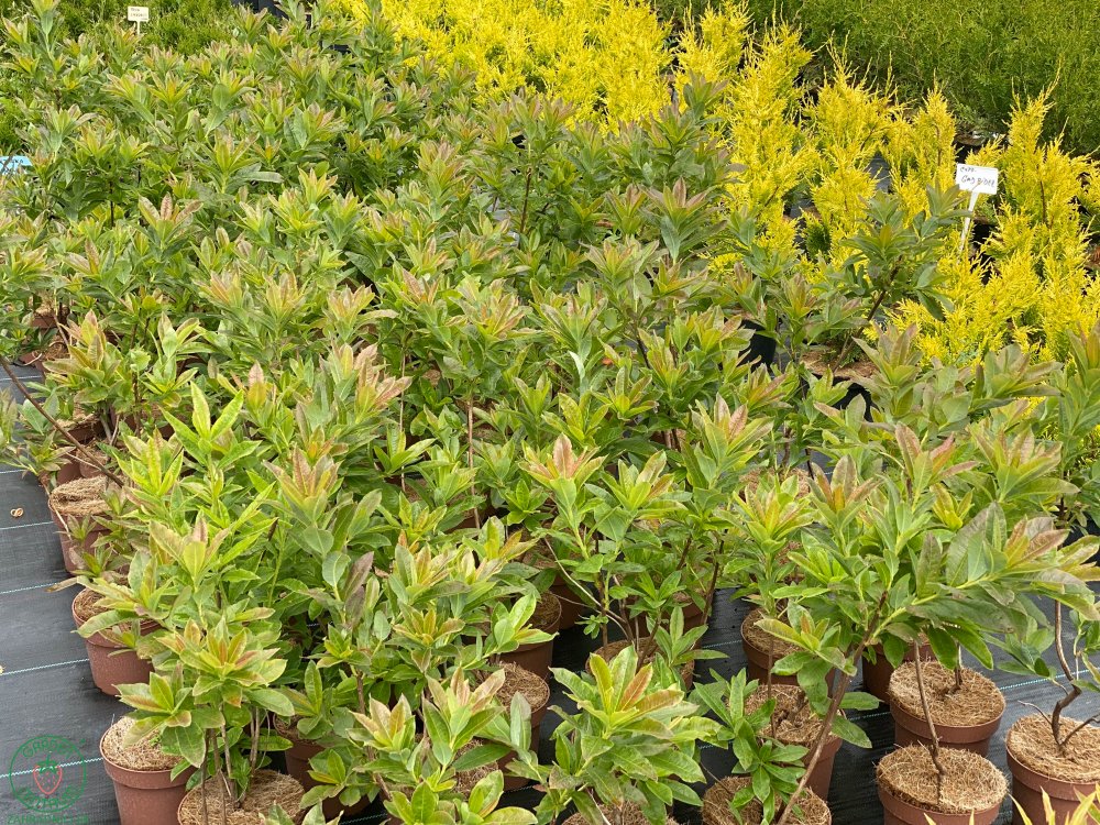 Azalka veľkokvetá ´CHANEL´| 40-50 cm| zahradnici.sk