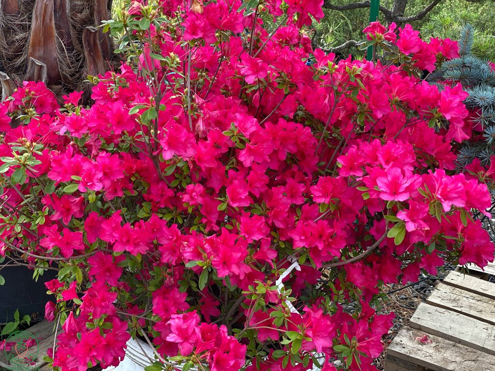 Azalka japonská ´JOHANNA´| 90-100 cm| zahradnici.sk