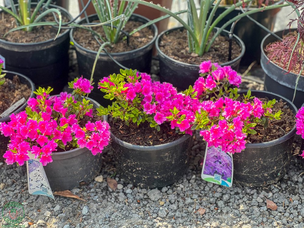 Azalka: ako vysádzať, polievať a starať sa o azalky?