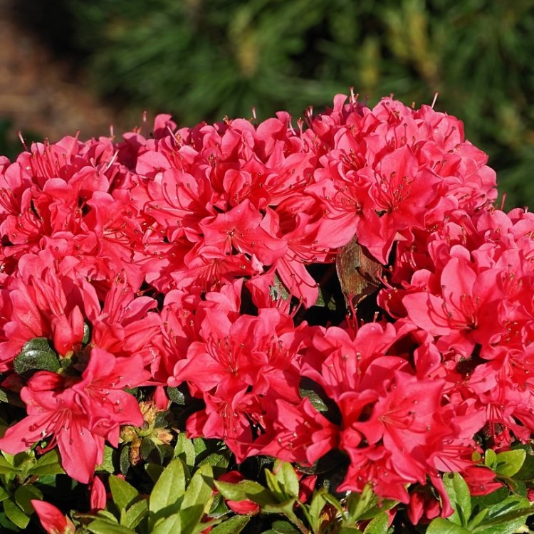 Azalka japonská ´GEISHA RED´| 20-30 cm | zahradnici.sk