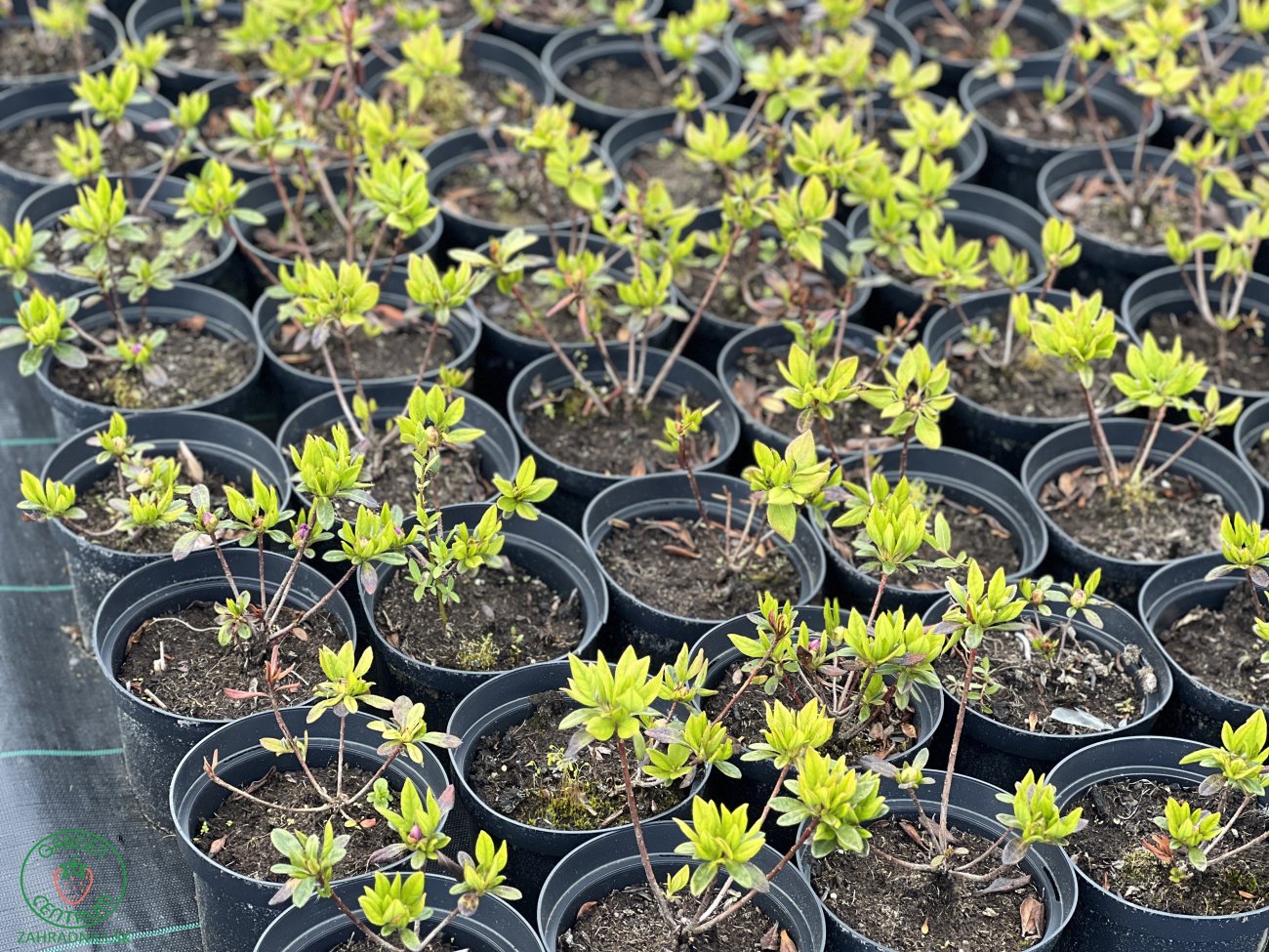 Azalka japonská ´LILIENSTEIN´ | 10-15 cm | zahradnici.sk