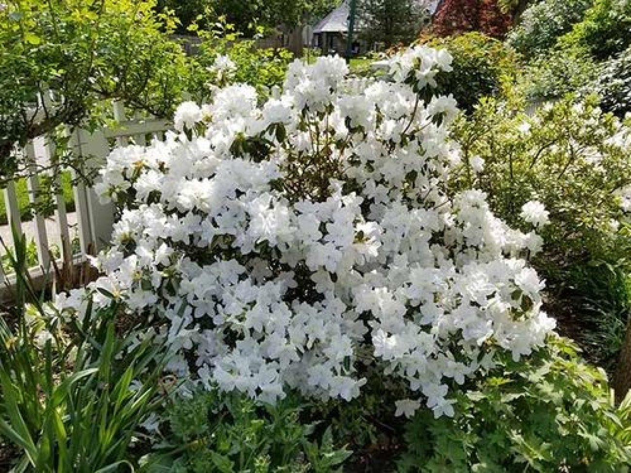 Azalka japonská ´PALESTRINA BLANCHE´ | 30-50 cm | zahradnici.sk