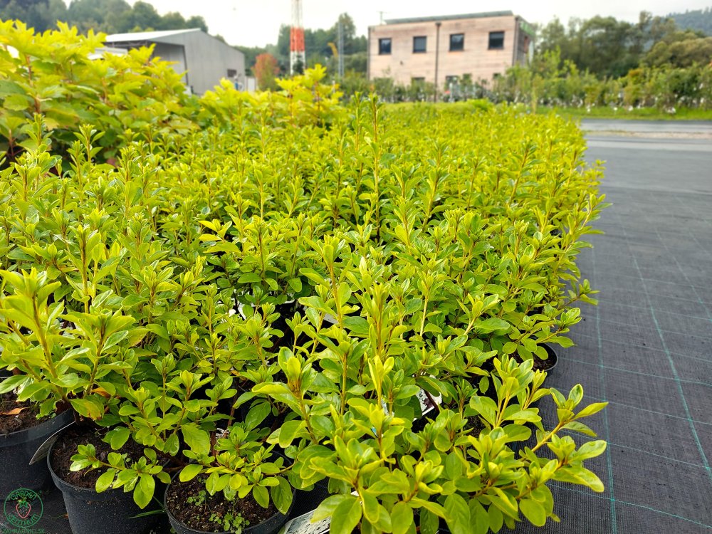 Azalka japonská ´PALESTRINA BLANCHE´ | 40-50 cm | zahardnici.sk