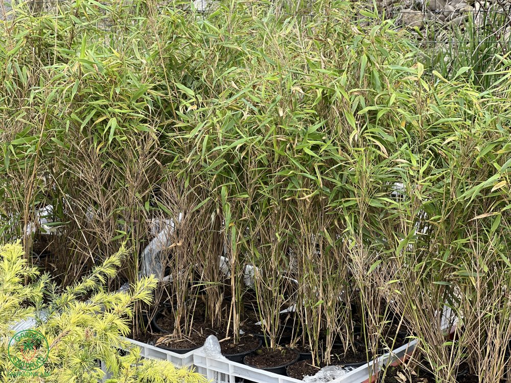 Bambus ´RUFA´| 60-80 cm| zahradnici.sk