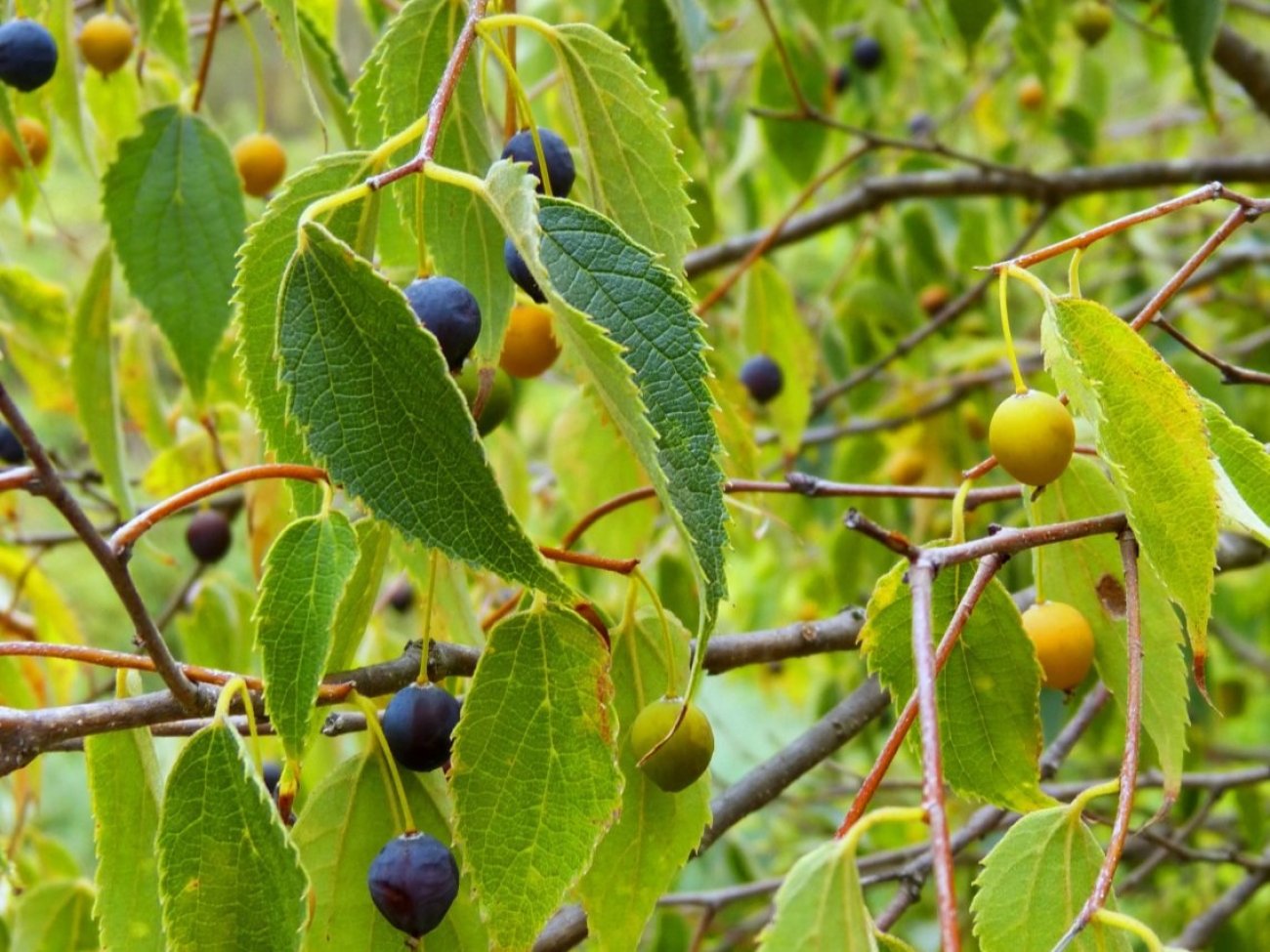 Brestovec južný | 380-400 cm | zahradnici.sk