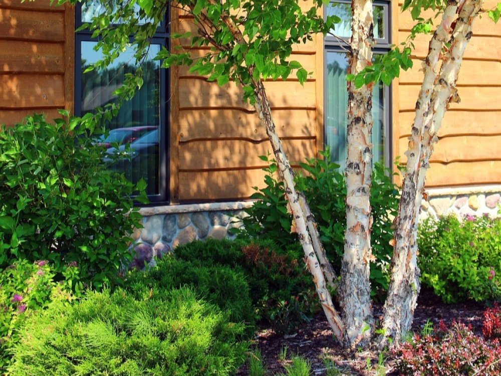 Breza himalájska (Betula utilis) ´JACQUEMONTII´ - zahradnici.sk