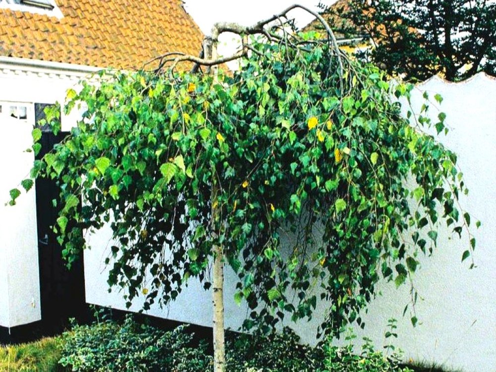 Breza previsnutá (Betula Alba pendula) ´YOUNGII´ - zahradnici.sk