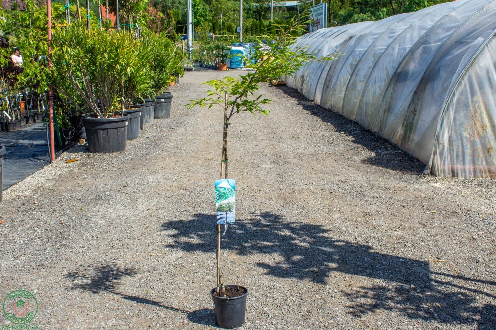 Buk lesný (Fagus sylvatica) ´MERCEDES´ - zahradnici.sk