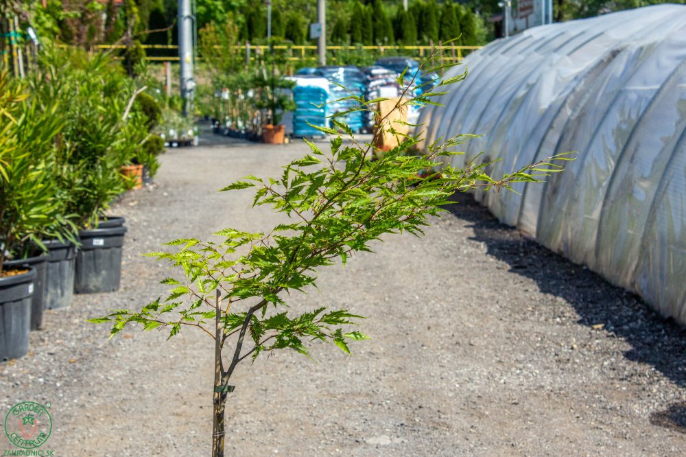 Buk lesný (Fagus sylvatica) ´MERCEDES´ - zahradnici.sk