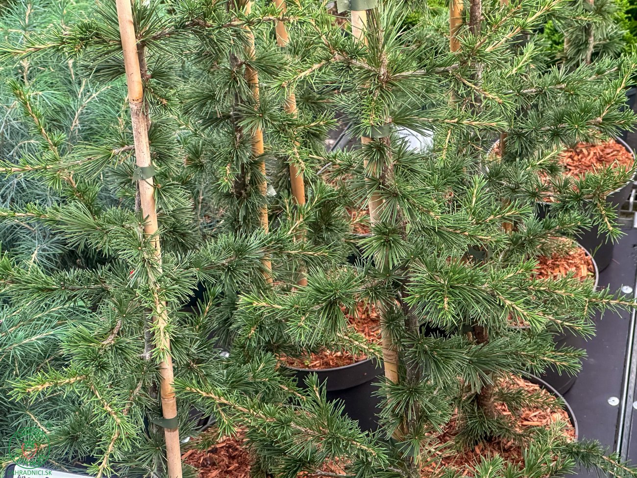 Céder úzkolistý ´FASTIGIATA´| 70-90 cm | zahradnici.sk