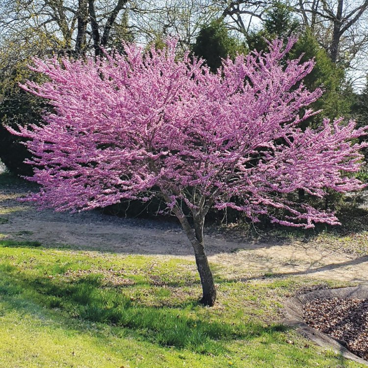 Judášovec strukový | 10-20 cm | zahradnici.sk