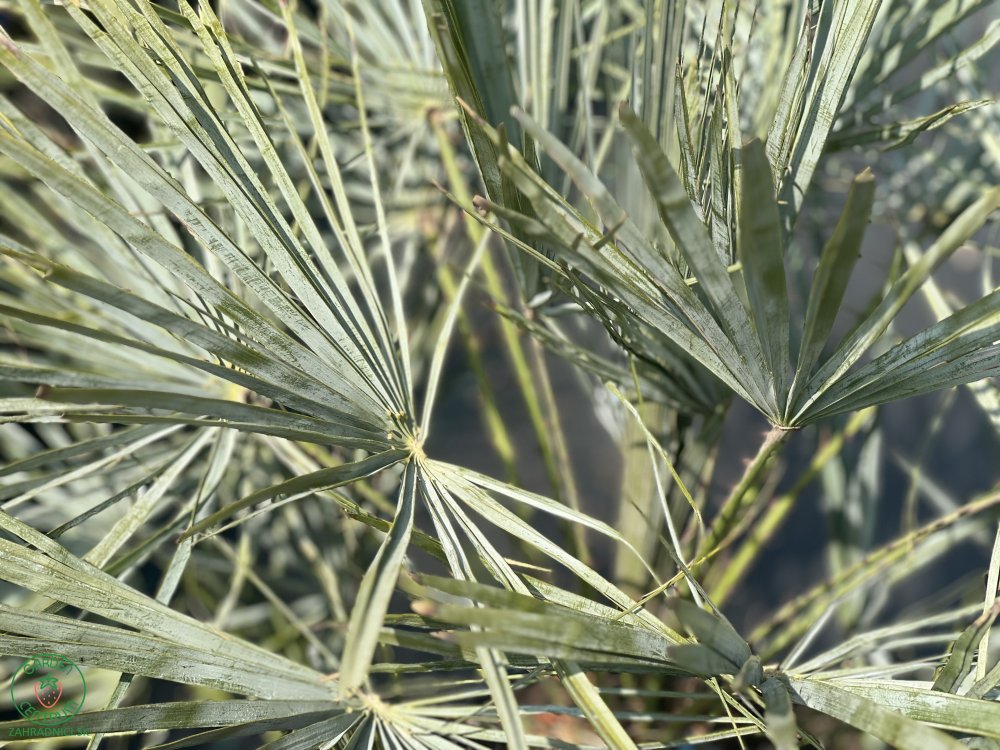 Chamaerops Humilis ´CERIFERA´| 50-80 cm| zahradnici.sk