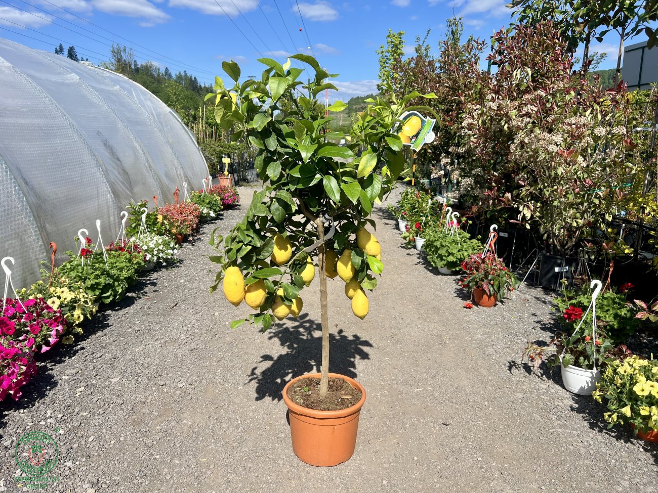 Citrónovník ´EUREKA´| 110-130 cm| zahradnici.sk