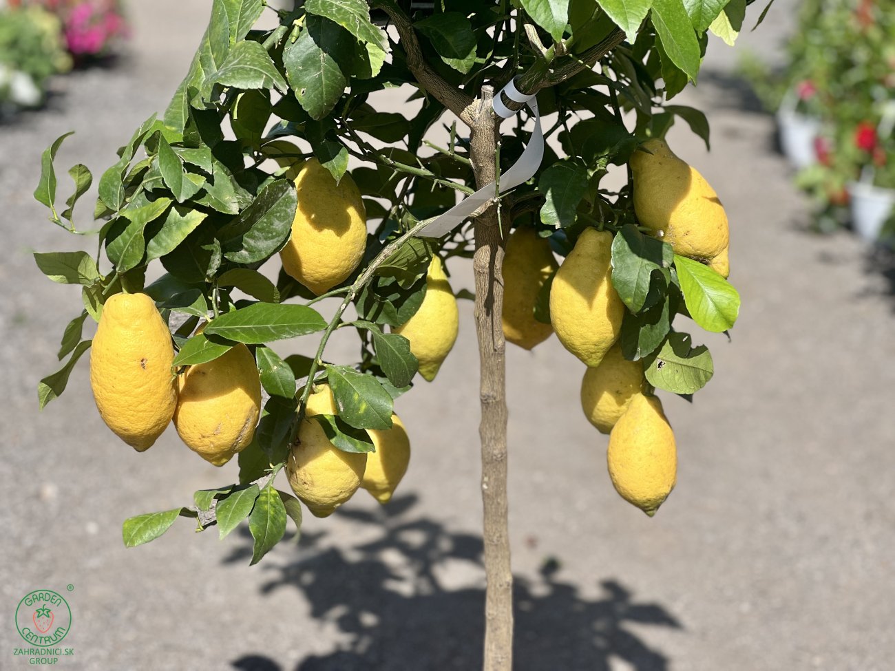 Citrónovník ´EUREKA´| 110-130 cm| zahradnici.sk