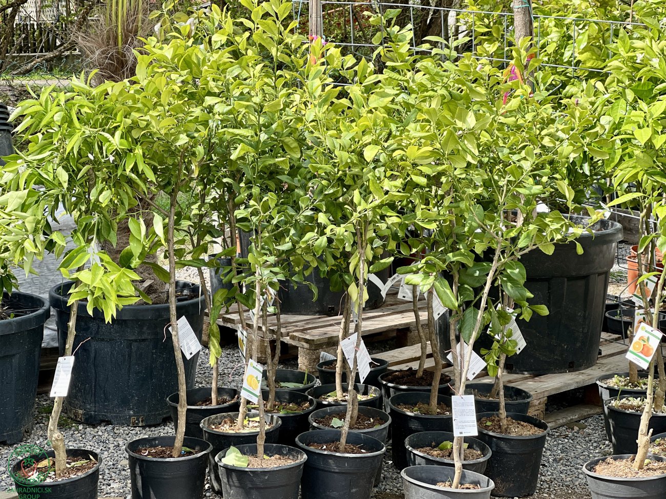 Citrónovník ´EUREKA´| 100-130 cm| zahradnici.sk