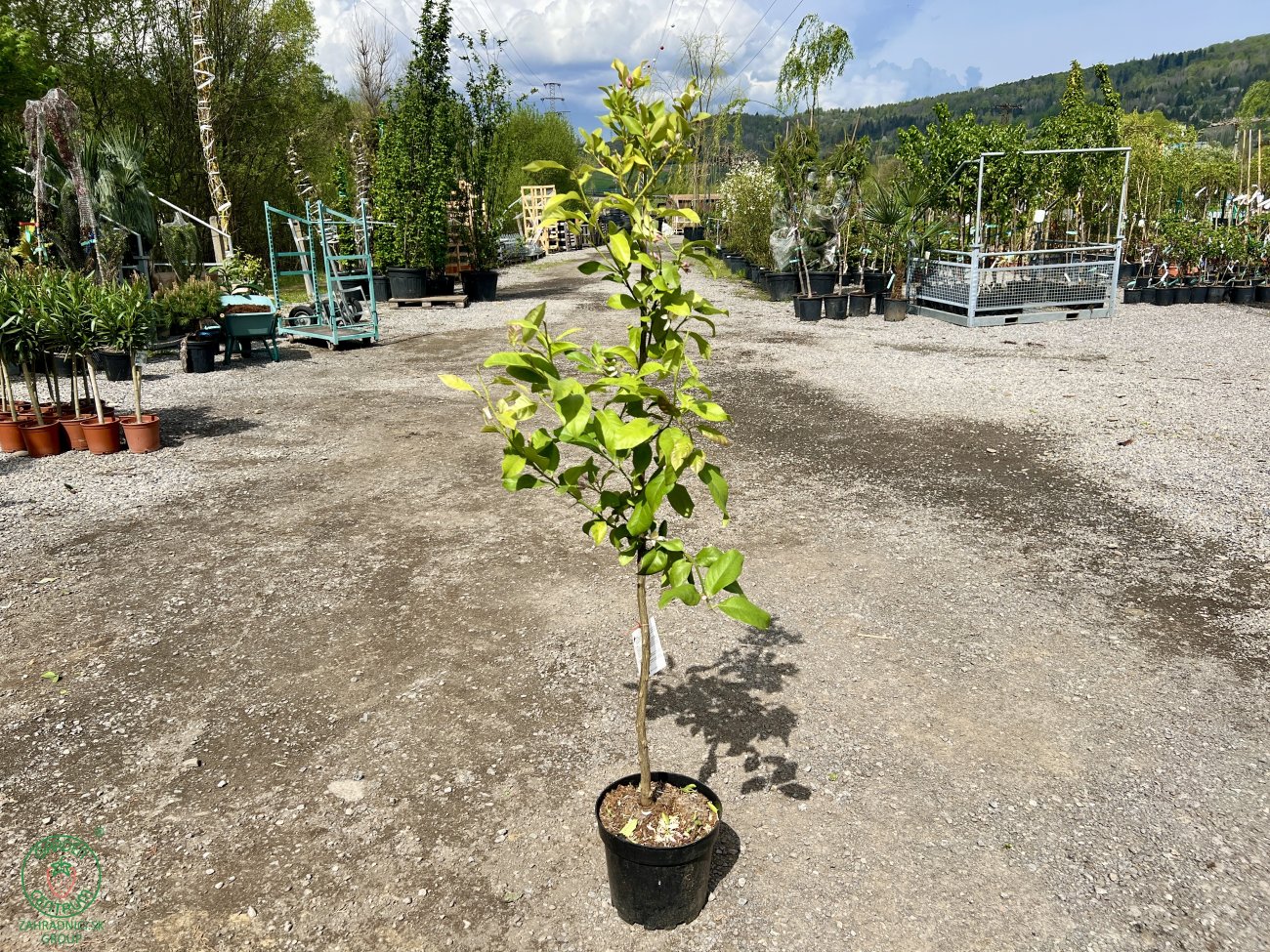 Citrónovník ´EUREKA´| 100-130 cm| zahradnici.sk