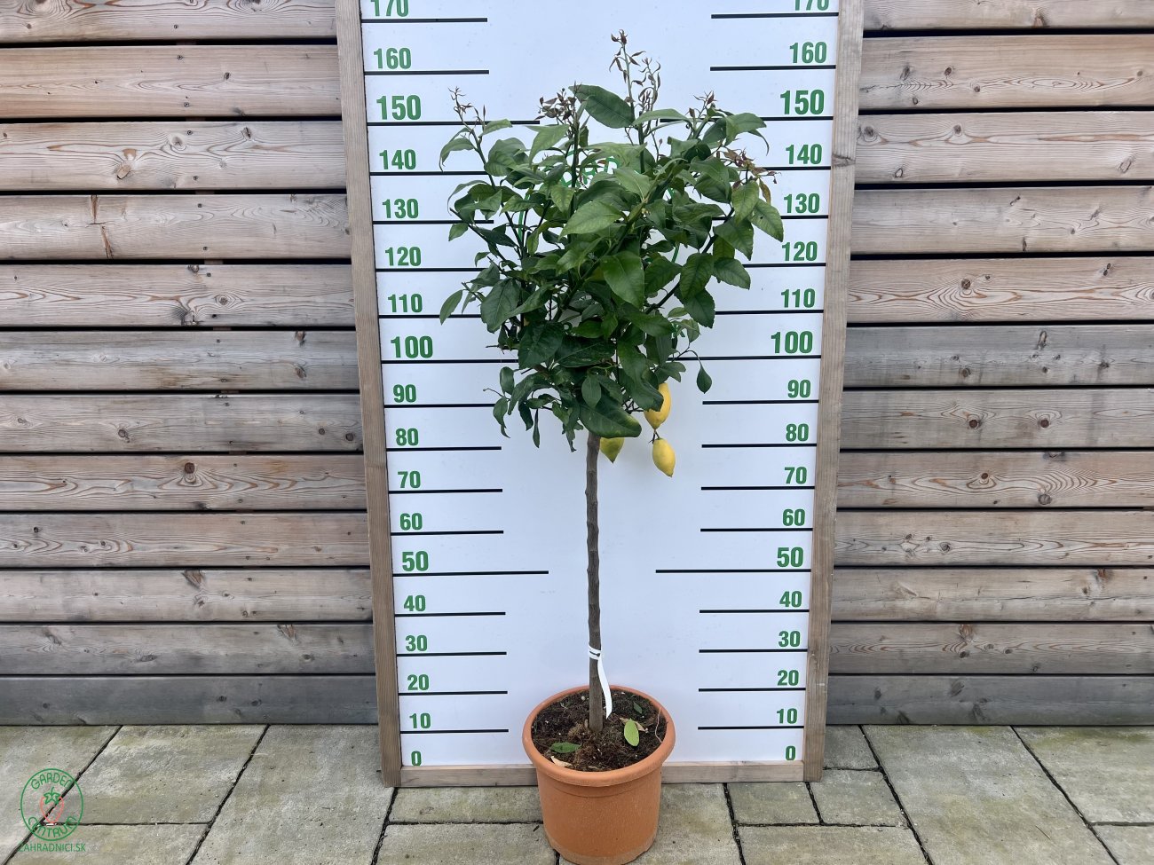 Citrónovník ´MEYERI´| 130-150 cm| zahradnici.sk