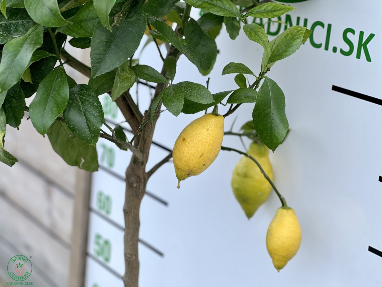 Citrónovník ´MEYERI´| 130-150 cm| zahradnici.sk