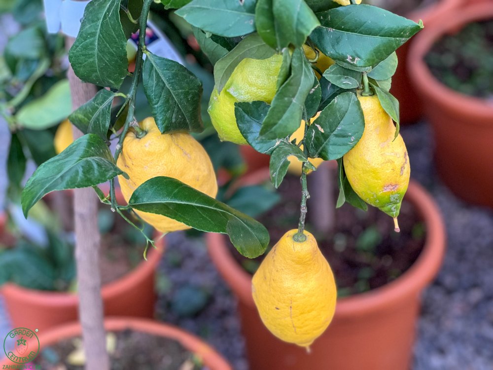 Citrónovník ´FINO´ | 100-130 cm | zahradnici.sk