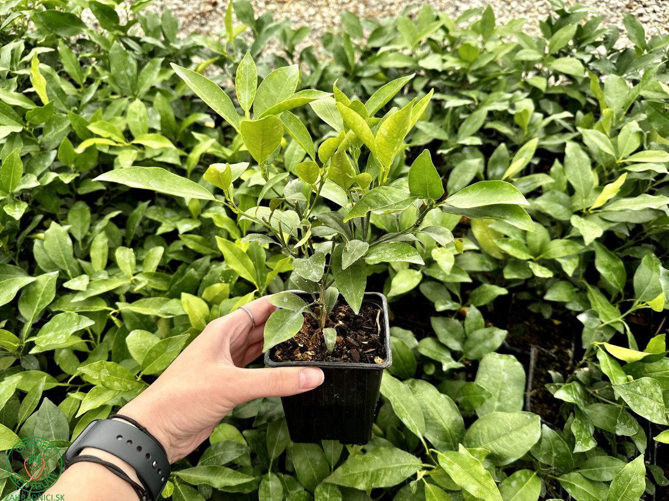 Citrónovník japonský ´YUZU´ |15-20 cm| zahradnici.sk