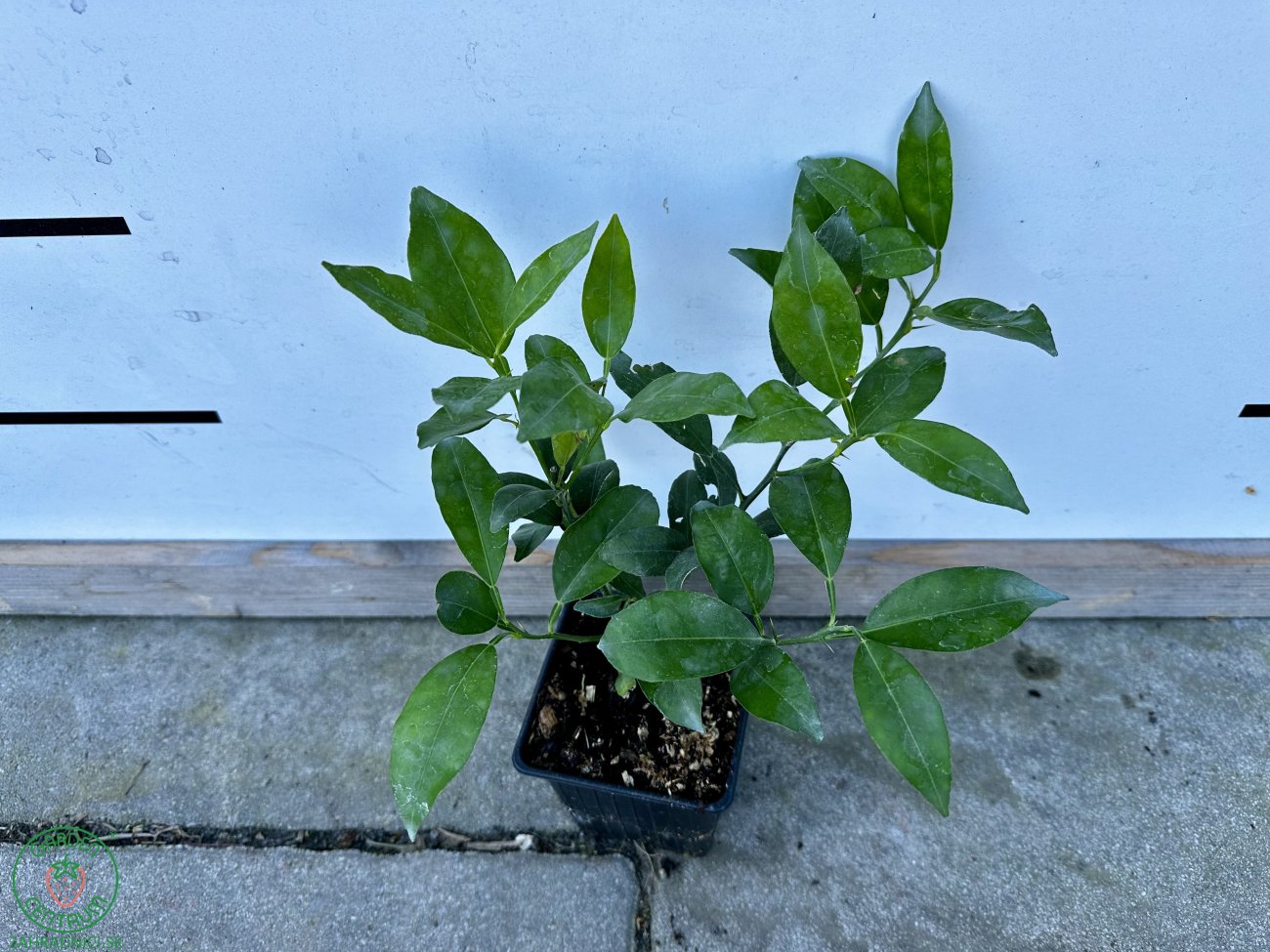 Citrónovník japonský ´YUZU´ |15-20 cm| zahradnici.sk