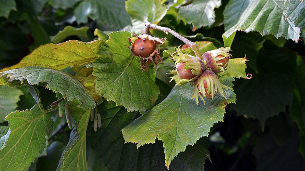 Lieska obyčajná ´TONDA DALLE LANGHE´| 120-150 cm| zahradnici.sk