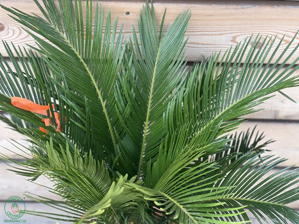 Cykas japónsky (cycas revoluta) - zahradnici.sk