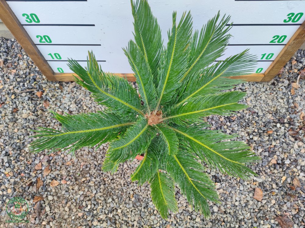 Cykas japónsky (cycas revoluta) - zahradnici.sk