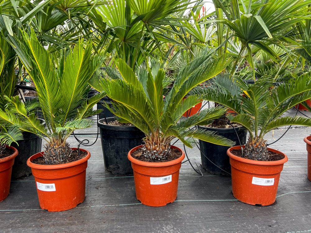 Cykas japónsky (cycas revoluta) - zahradnici.sk