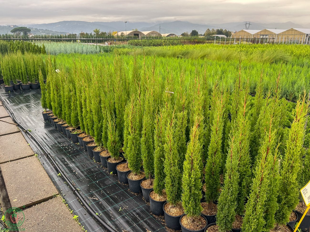 Cyprus vždyzelený (Cupressus sempervirens) ´TOTEM´ | 40-60 cm ...