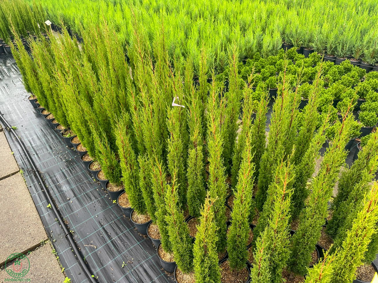 Cyprus vždyzelený (Cupressus sempervirens) ´TOTEM´ | 40-60 cm ...