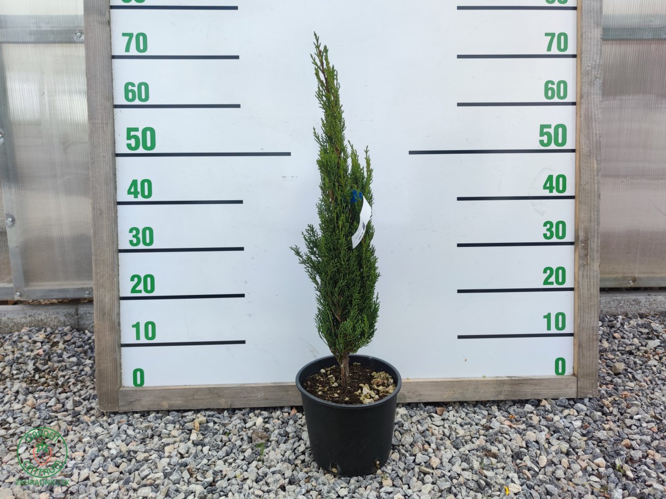 Cyprus vždyzelený (Cupressus sempervirens) ´TOTEM´ | 40-60 cm ...