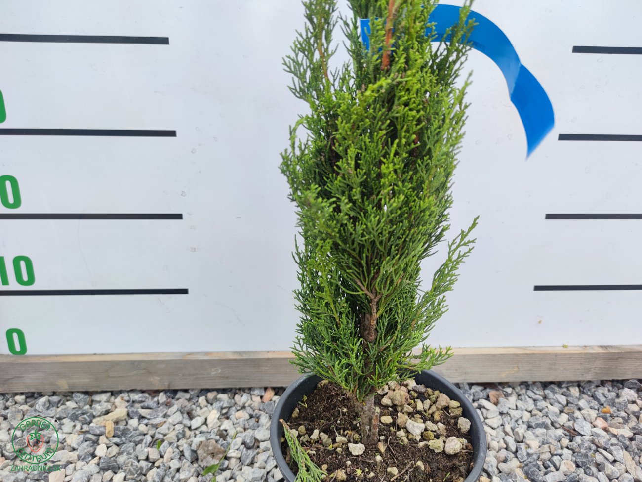 Cyprus vždyzelený (Cupressus sempervirens) ´TOTEM´ | 40-60 cm ...