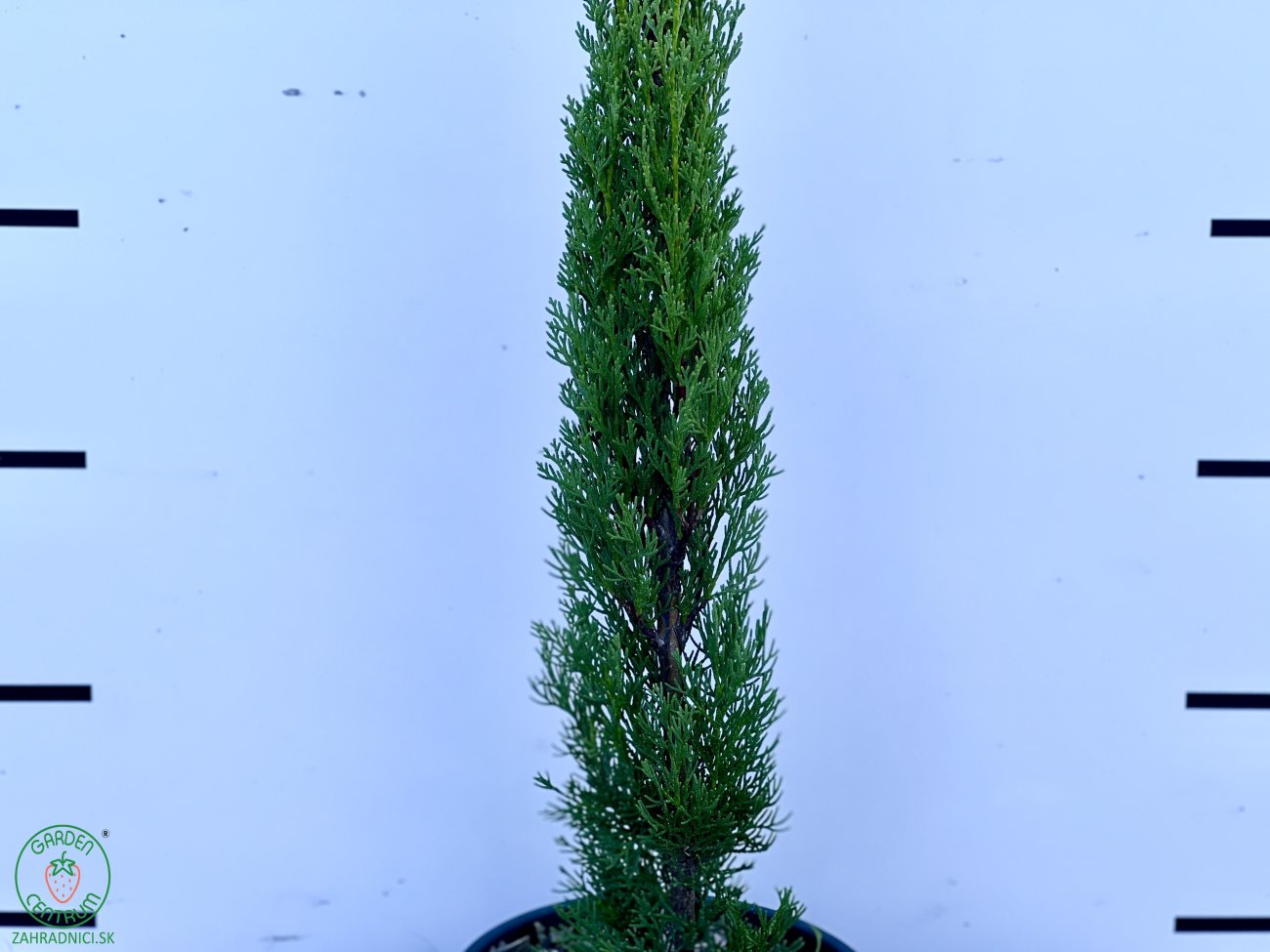 Cyprus vždyzelený (Cupressus sempervirens) ´TOTEM´ | 70-100 cm ...