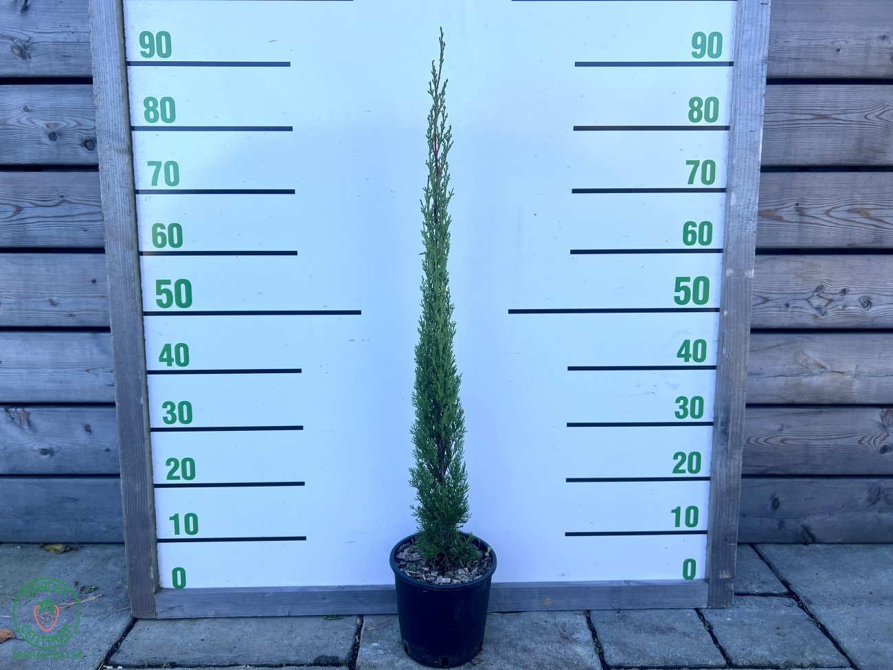 Cyprus vždyzelený (Cupressus sempervirens) ´TOTEM´ | 70-100 cm ...