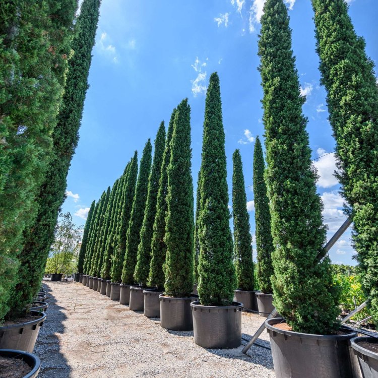 Cyprus vždyzelený (Cupressus sempervirens) ´TOTEM´ | 40-60 cm ...