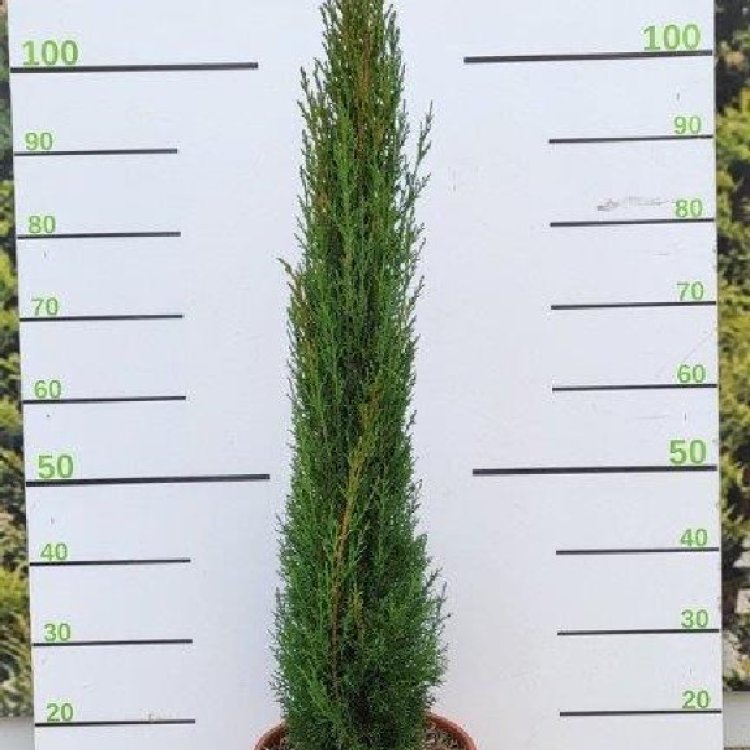 Cyprus vždyzelený ´TOTEM´ | 80-100 cm | zahradnici.sk