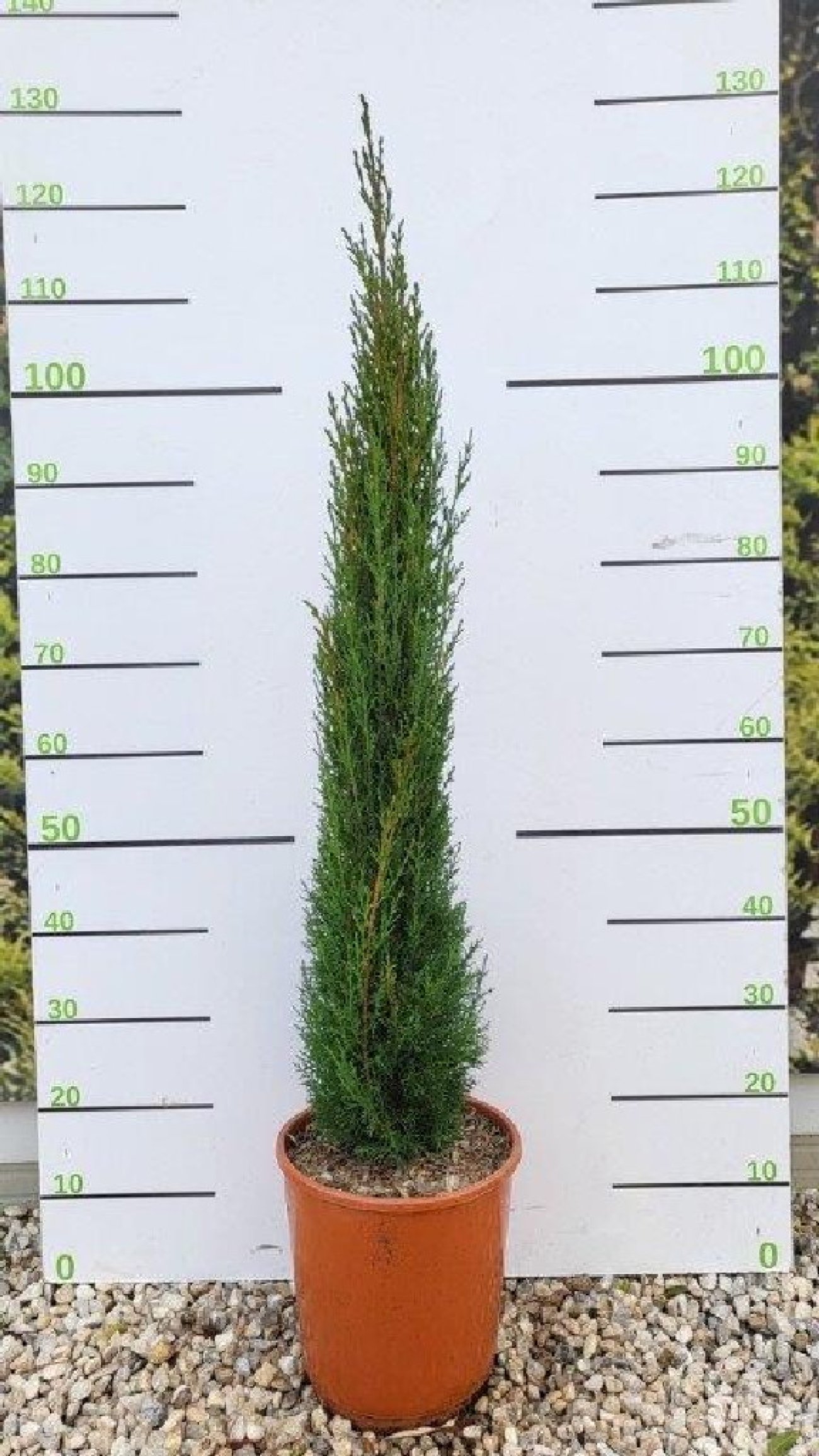 Cyprus vždyzelený ´TOTEM´ | 80-100 cm | zahradnici.sk