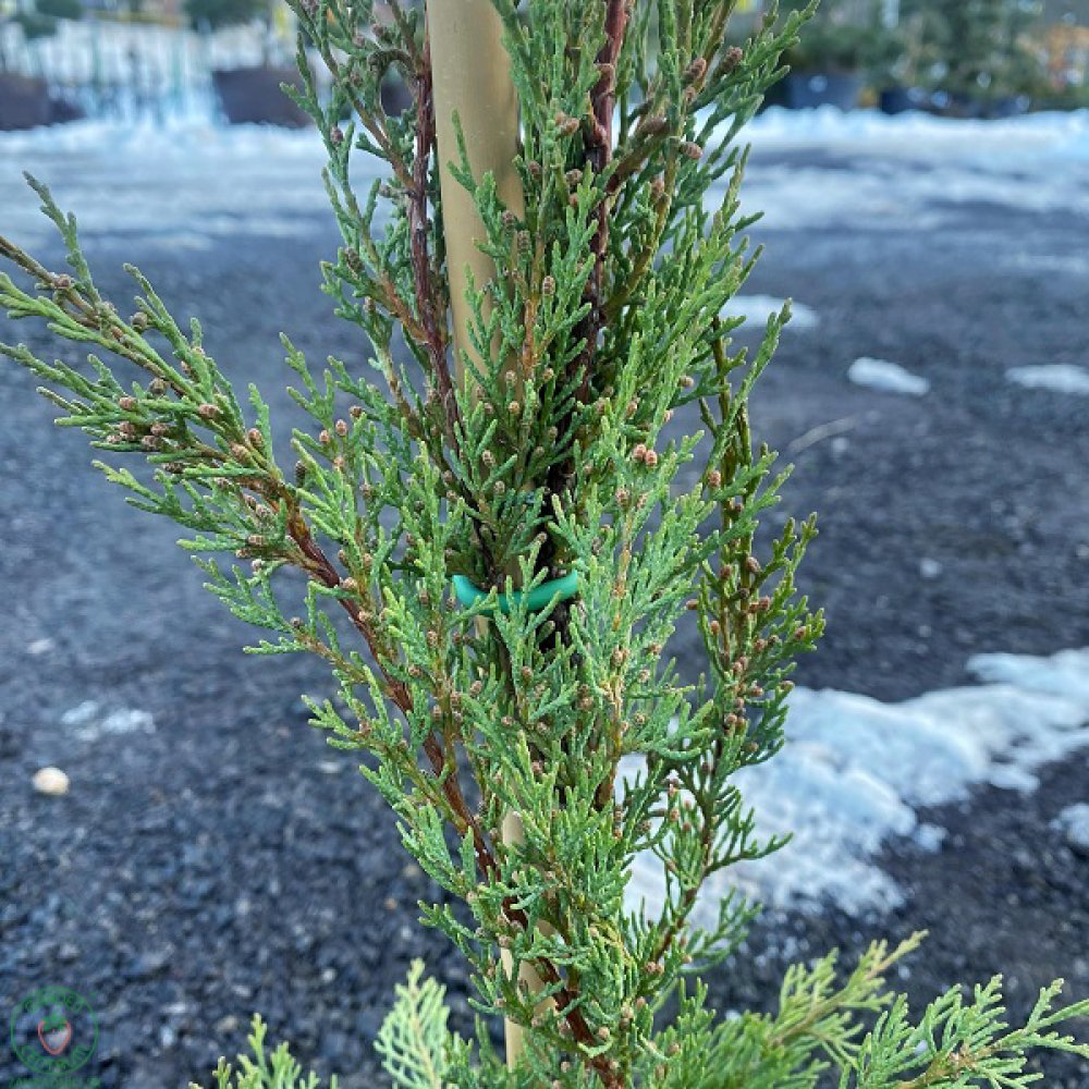 Cyprus vždyzelený - ´STRICTA´ - zahradnici.sk