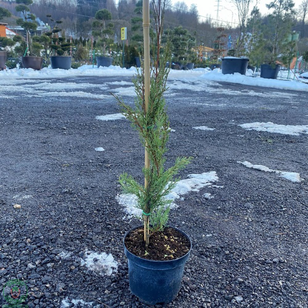 Cyprus vždyzelený - ´STRICTA´ - zahradnici.sk