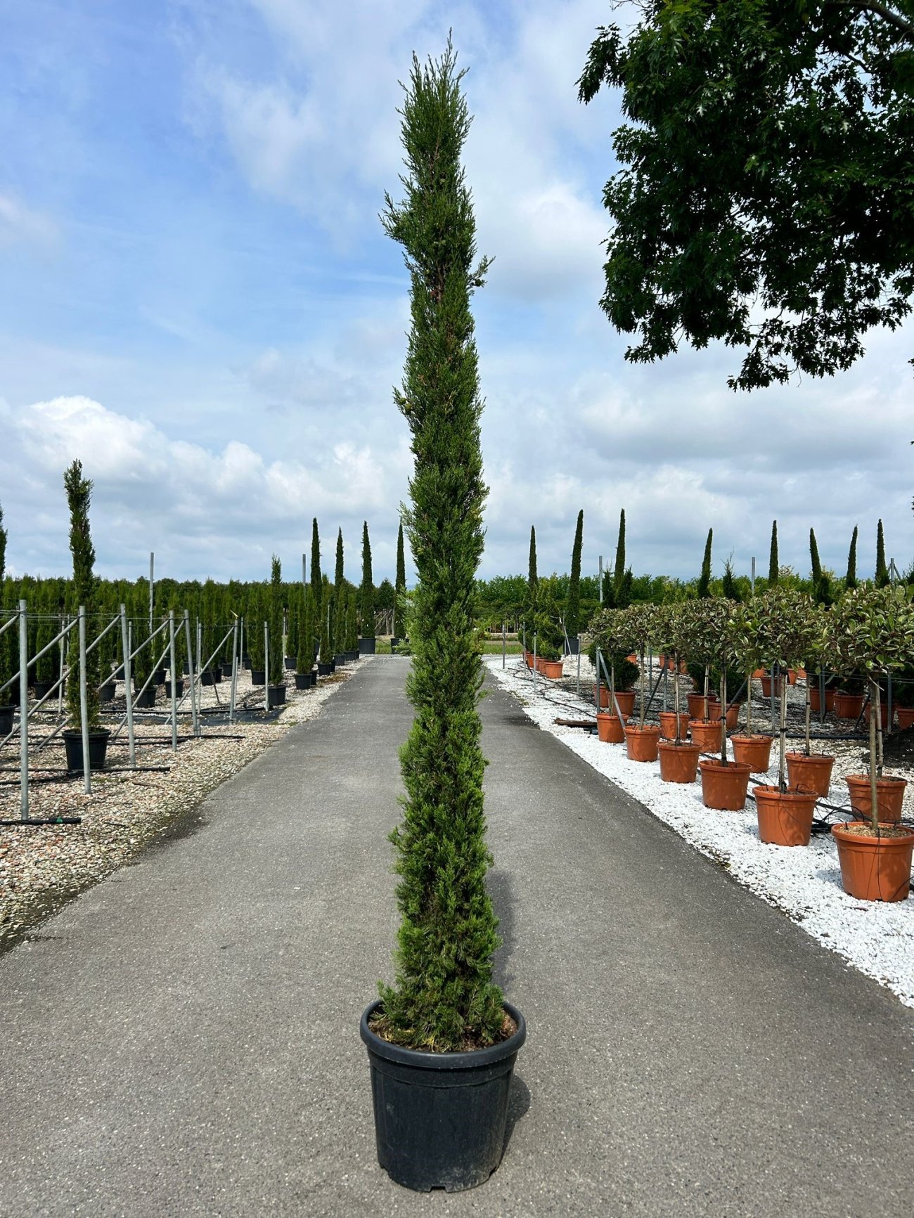 Cyprus vždyzelený ´PYRAMIDALIS´ | 100-120 cm | zahradnici.sk