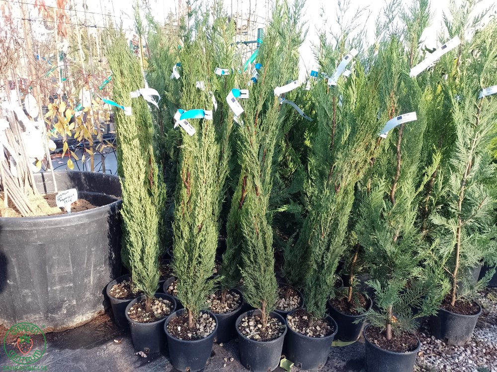 Cyprus vždyzelený ´PYRAMIDALIS´ | 80-100 cm | zahradnici.sk