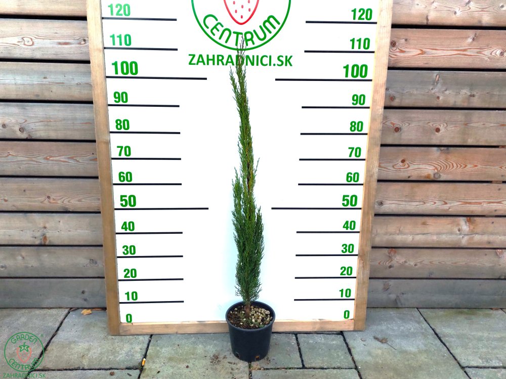 Cyprus vždyzelený ´PYRAMIDALIS´ | 80-100 cm | zahradnici.sk