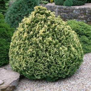 Cyprus vždyzelený (Cupressus sempervirens) ´TOTEM´ | 40-60 cm ...