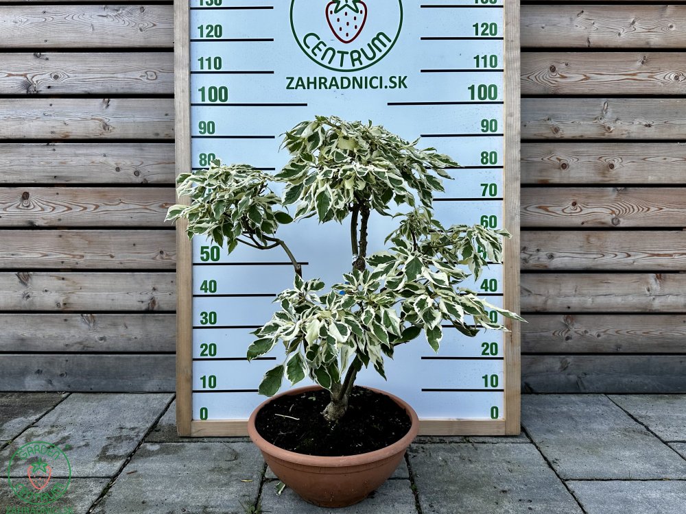 Drieň obyčajný |70-80 cm| zahradnici.sk