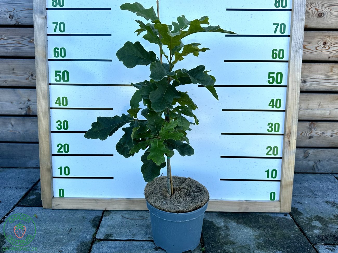 Dub močiarny | 50-70 cm | zahradnici.sk